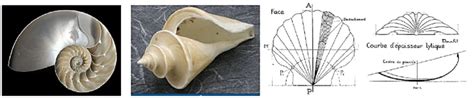 Shell Structure Concept 15 Download Scientific Diagram