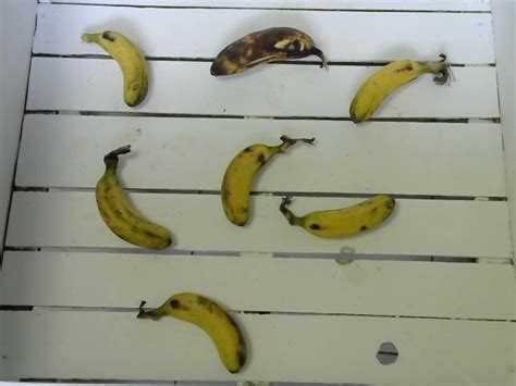 Banana Quality Detection Object Detection Dataset By Eggsorter
