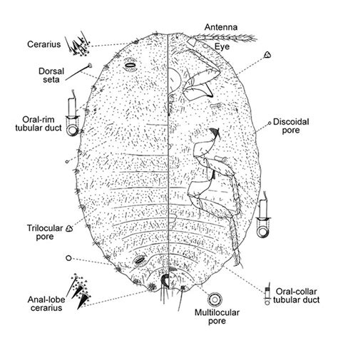 Pseudococcus Dendrobiorum Williams Scale Insects