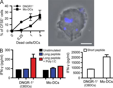 Dngr 1⁺ Bdca3⁺ Dcs Internalize Dead Cell Debris And Cross Present Download Scientific Diagram