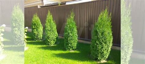 Туя купить в Пензе Товары для дома и дачи Авито