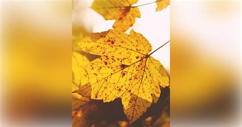 Obituary Information For Lorne H Bevis Jr