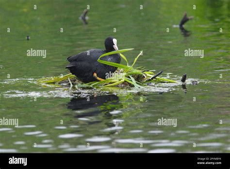 Eurasian Coot Fulica Atra Coot Common Coots Coots Rails Animals