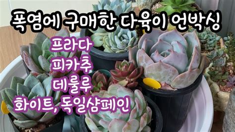 다육이 언박싱 함께해보아요 Youtube