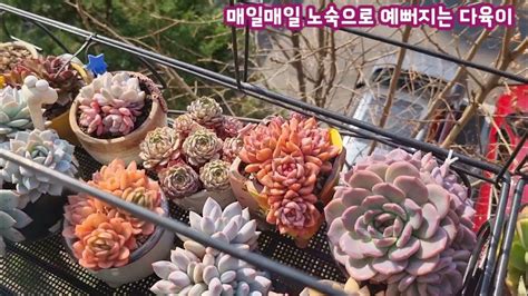 걸이대 노숙으로 매일매일 예뻐지는 다육이 💕 Youtube