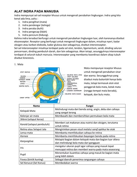 Alat Indra Pada Manusia Docx
