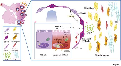 Frontiers Alveolar Type 2 Epithelial Cell Senescence And Radiation