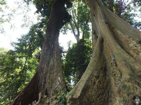 Mating Trees Can Trees Make You A Couple Lovely Bogor