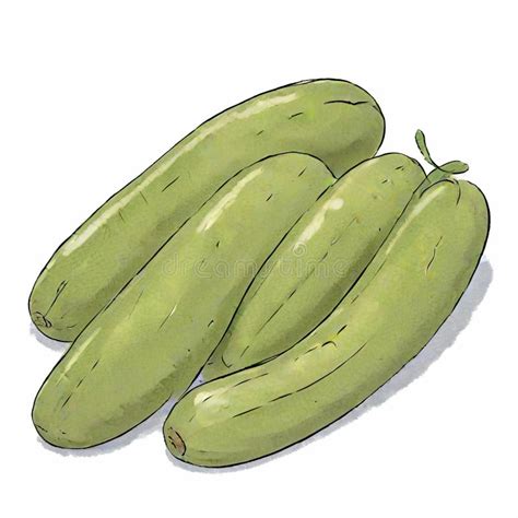 Beans Watercolor Illustration Sketch Drawing Style Clipart Stock Illustration Illustration Of