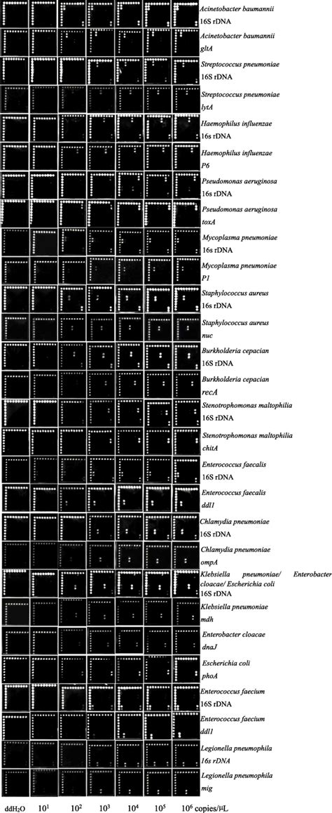 The Sensitivity Of The Pathogen Probes Microarray Hybridized With Pcr Download Scientific