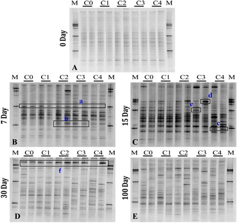The 16s Rrna Gene Based Dgge Profiles Of Microcosm Sediments Undergoing Download Scientific