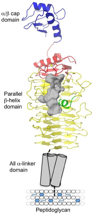 Overall Model Of Pfba Utilizing A Dissect And Build Approach Of X Ray Download Scientific