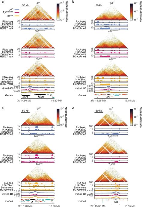 Chromatin Conformation Is Not Affected By Tissue Specific Gene