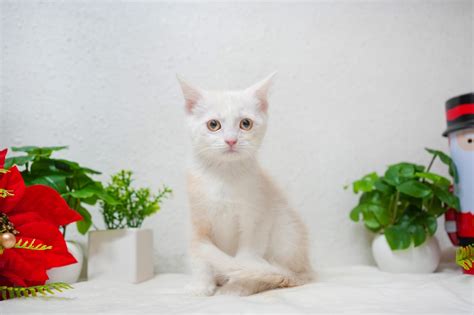 고양이분양 브리티쉬숏헤어 브리티쉬숏헤어고양이분양 셀커크렉스고양이분양스코티쉬폴드고양이분양 페르시안고양이분양 렉돌고양이분양