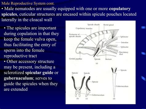 Ppt Chapter 22 Nematodes Form Function And Classification