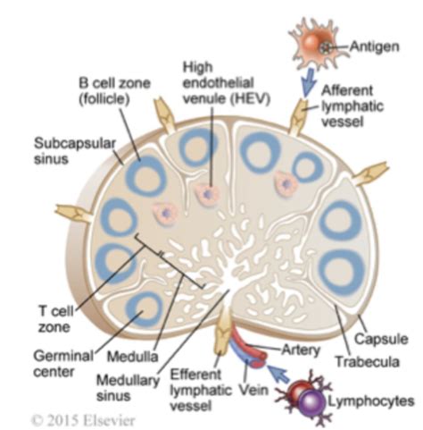 Adaptive Immune System Antigen Presenting And Processing Flashcards