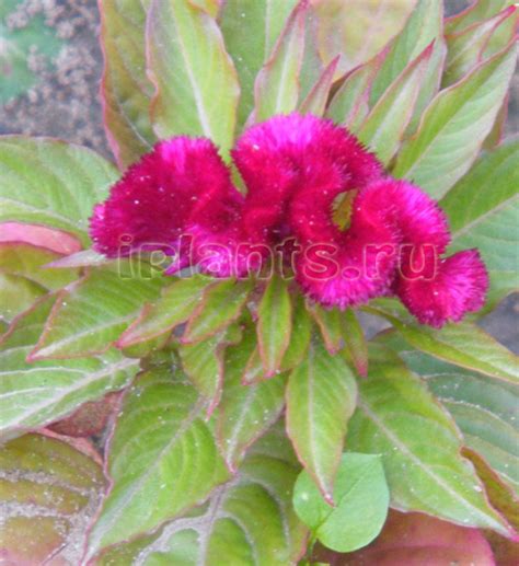 Целозия Celosia