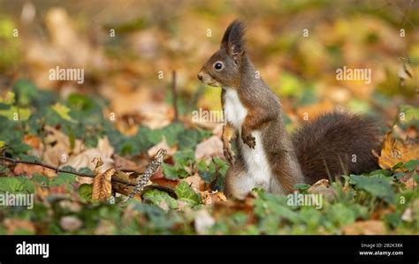 Cute Red Squirrel Sciurus Vulgaris Standing On The Colorful Foliage
