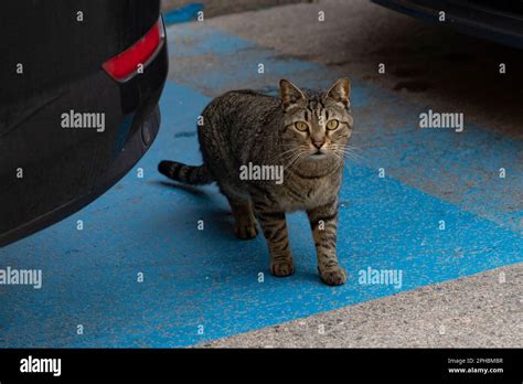 Cat Stray Cat Passing Between Parked Cars In The Street Of Madrid In
