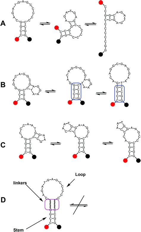 Specificity Of Snp Detection With Molecular Beacons Is Improved By Stem