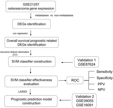 Figure 1 From A Potential Prognostic Prediction Model For Metastatic Osteosarcoma Based On