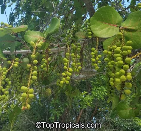 Exotic Seeds Coccoloba Uvifera 10 Samen