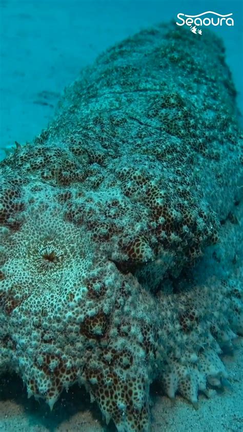 360 Echinoderms Ideas In 2024 Echinoderm Sea Creatures Ocean Creatures