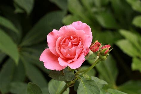 A Pink Tea Rose Background Rose Image As Design Background Yellow