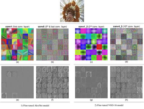 Visualization Of The Type Classification Models Based On Alexnet 1