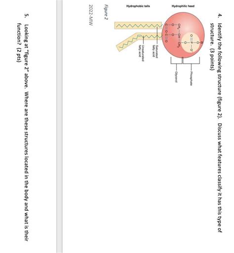 Solved Identify The Following Structure Figure Chegg