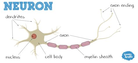 Neuron Diagram With Labels And Functions An Easy Guide To Ne