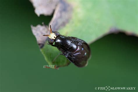 二色曲脉缟蝇 Steganopsis Dichroa Iisdw 二色曲脉缟蝇 Steganopsis Dichroa Iisdw