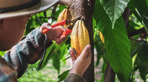 Premium Photo Cocoa Farmer Use Pruning Shears To Cut The Cocoa Pods