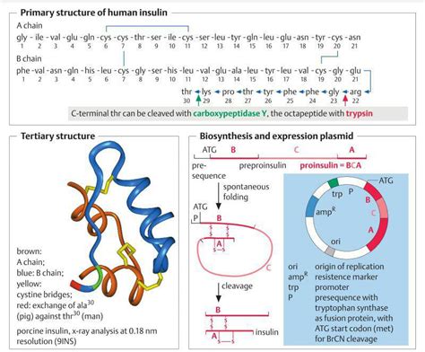 روش تولید زیستی انسولین بیوتکنولوژی زیست فناوری مهندسی علوم زیستی