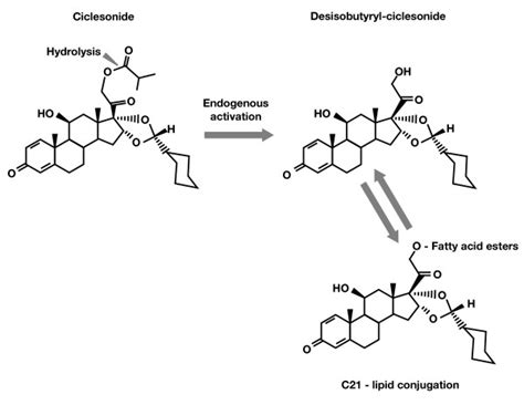 Bioactivation Of Ciclesonide To The Active Metabolite Download Scientific Diagram