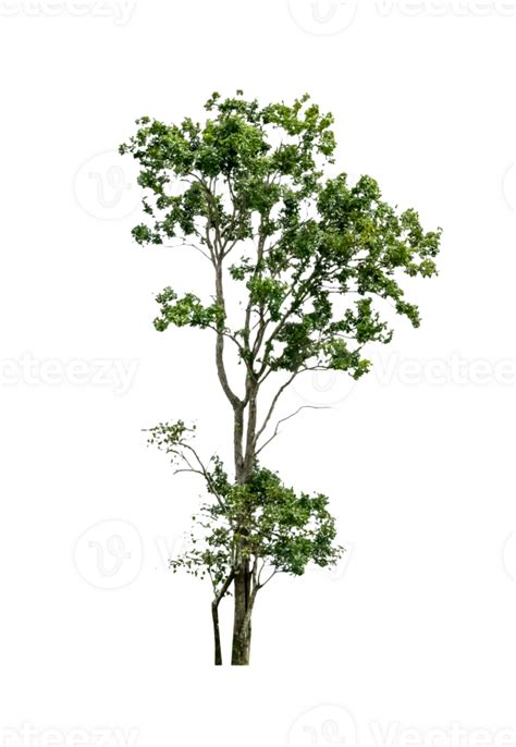 Green Tree Isolated PNG