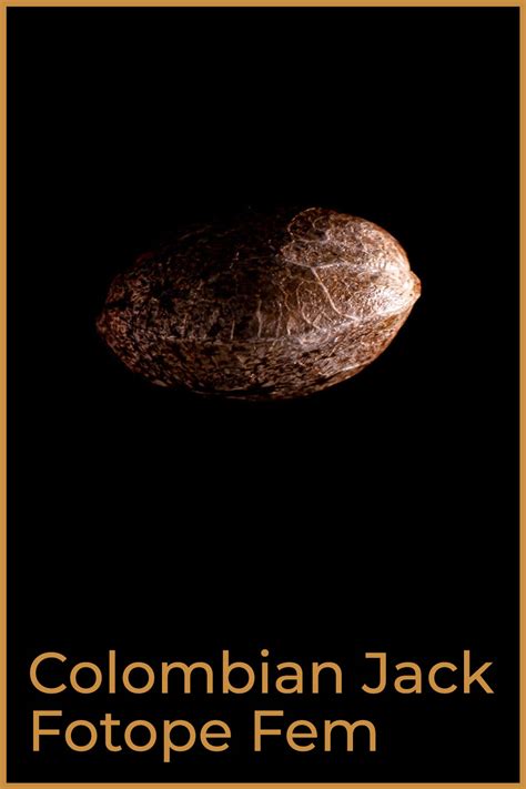 Mimosa Dream Fotope Fem Loyalty Genetics