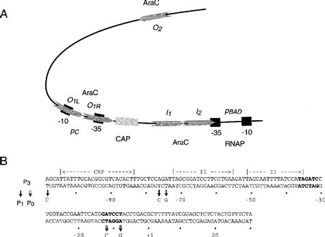Figure 1 From Transcription Activation Parameters At Ara Pbad