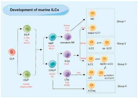 Function Of Innate Lymphoid Cells In Periodontal Tissue Homeostasis A