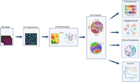 99 From Pixels To Clinical Insights Deciphering Spatial Tumour Immune Microenvironment Features