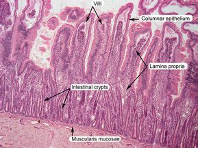 Duodenum Slide Labeled