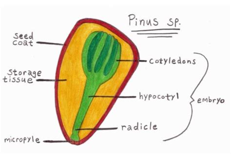 The First Seed Plants Gymnosperms Flashcards Quizlet