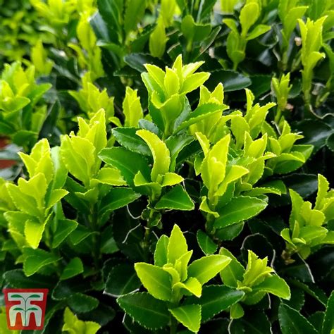 Euonymus Japonicus Green Spire