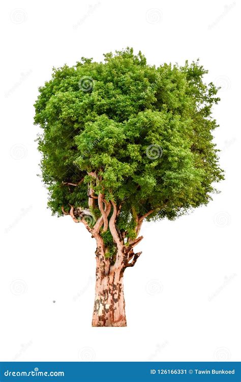 the tree is completely separated from the white stock image image of
