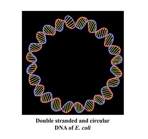 Dna Of Escherichia Coli Is A Dsdna And Circular B Dsdna And Linear C