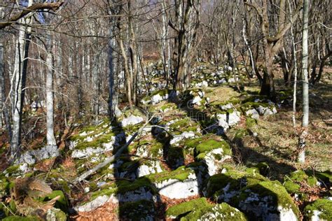 Temperate Deciduous Broadleaf Beech Fagus Sylvatica Forest Stock