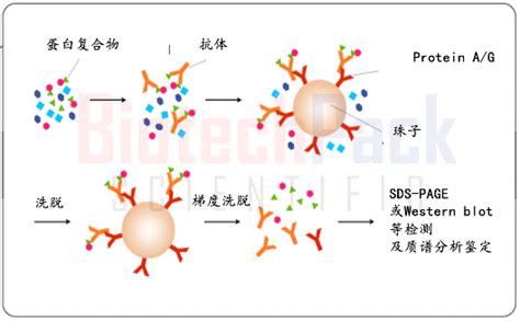 代谢组研究靶向和非靶向 知乎