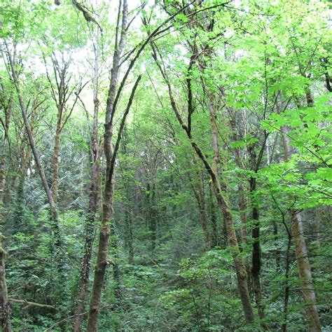 Marquam Nature Park Portland 2022 Lohnt Es Sich Mit Fotos