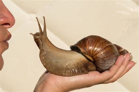 15 Different Types Of Snails Pictures Chart And Facts 2023