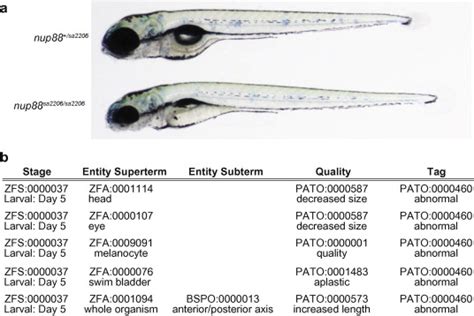 An Example Of Phenotype Annotation At 5dpf Nup88sa2206 Mutants Have Download Scientific